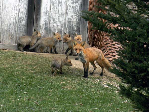 Man Discovers Family Of Foxes Living Under His Shed