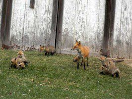 Man Discovers Family Of Foxes Living Under His Shed