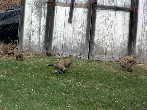 Man Discovers Family Of Foxes Living Under His Shed