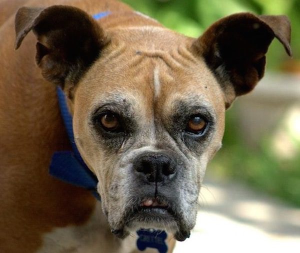 Man Has Amazing Reunion With Boxer Dog He Rescued Off The Streets After ...