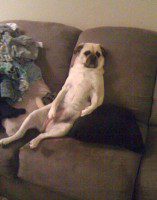 These 36 Dogs Relaxing In Unusual Positions Prove Dogs Can Sleep Anywhere