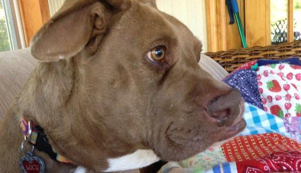 Dog Who Endured The Unspeakable Now Has A Life That Is A Dream Come True