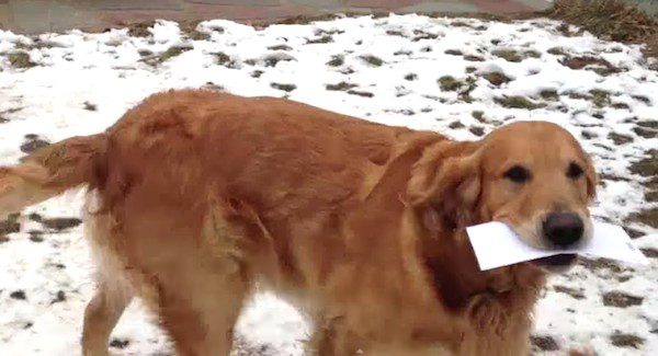 The Best Part Of This Mailman's Day Is Seeing This Friendly Dog