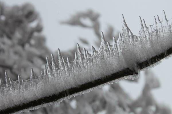 Freezing Fog Blankets Forest and Creates Surreal Frozen Landscape