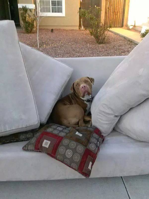 Family Dog Thrown Away With Couch By Owners On Moving Day