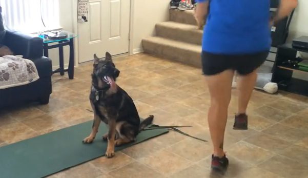 Cute German Shepherd Puppy Makes The Best Personal Trainer