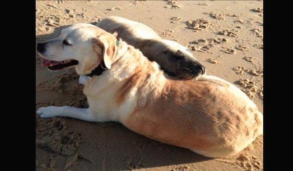 Friendly Seal Shares Tender Moment With Dog