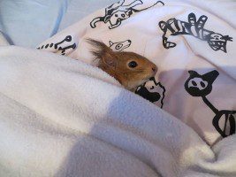 Family Adopts Badly Injured Baby Red Squirrel That They Rescued