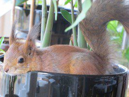 Family Adopts Badly Injured Baby Red Squirrel That They Rescued