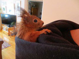 Family Adopts Badly Injured Baby Red Squirrel That They Rescued