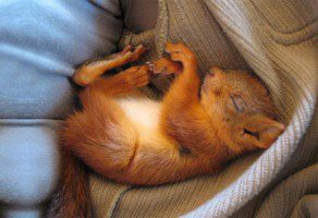Family Adopts Badly Injured Baby Red Squirrel That They Rescued