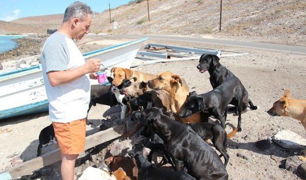 Amazing Couple Help Rescue 34 Stray Dogs And Cats While On Vacation