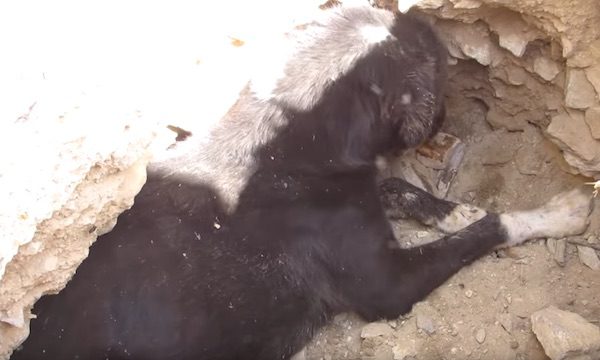 Dog With Badly Injured Face Makes Miraculous Recovery
