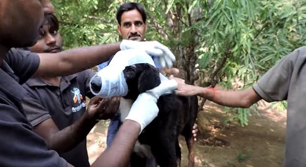 Dog With Badly Injured Face Makes Miraculous Recovery
