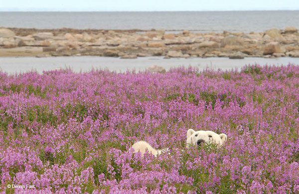 Polar Bears Playing In Fields Of Flowers Are A Pure Joy To See