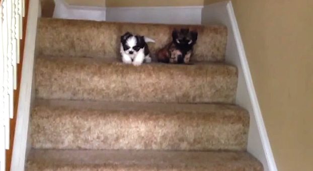 Puppies' First Time Using The Stairs Is A Family Affair