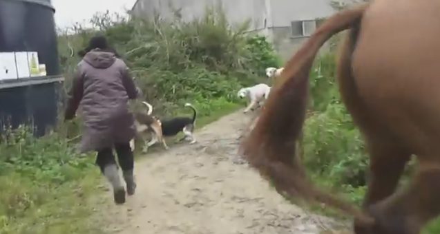 Woman Spots A Desperate Fox Under Attack And Risks Her Safety To Save ...