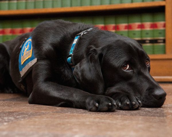 Courthouse Dogs Help Give Victims Of Crime The Courage To Testify