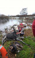 Drowning Donkey Breaks Into Happy Grin As Soon As Rescuers Pull Him ...