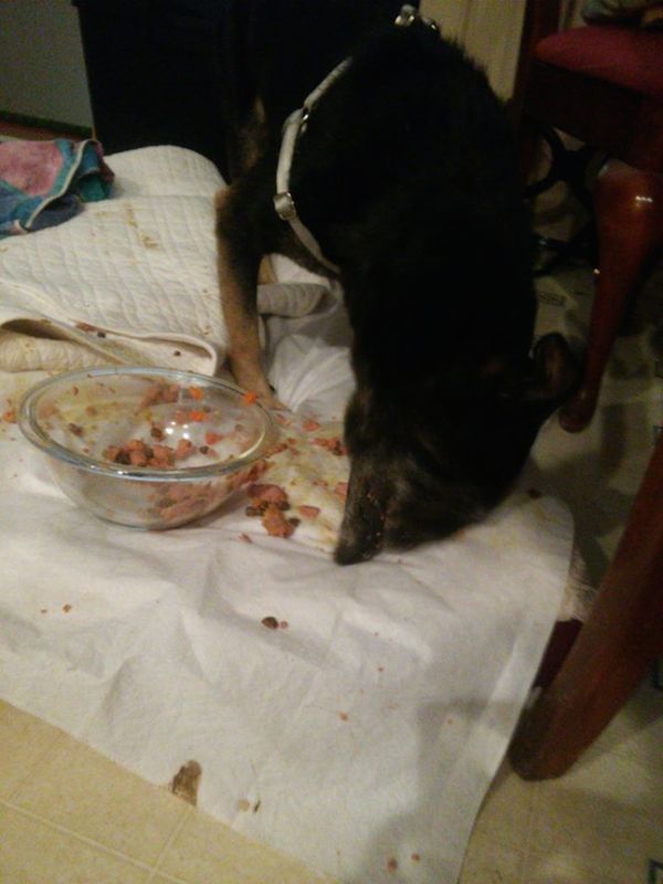 Dog Without A Snout Finally Finds A Loving Family Who Wants To Make Up ...