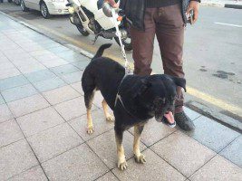Dog Without A Snout Finally Finds A Loving Family Who Wants To Make Up ...