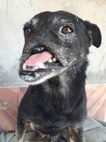 Dog Without A Snout Finally Finds A Loving Family Who Wants To Make Up ...