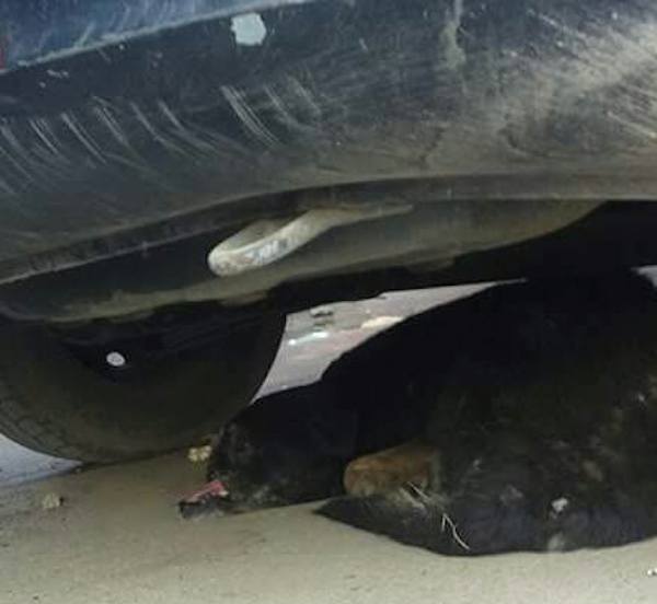 Dog Without A Snout Finally Finds A Loving Family Who Wants To Make Up ...