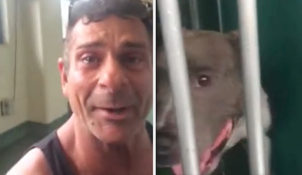 Man Cannot Hold Back The Tears When He Discovers His Stolen Pit Bull At ...