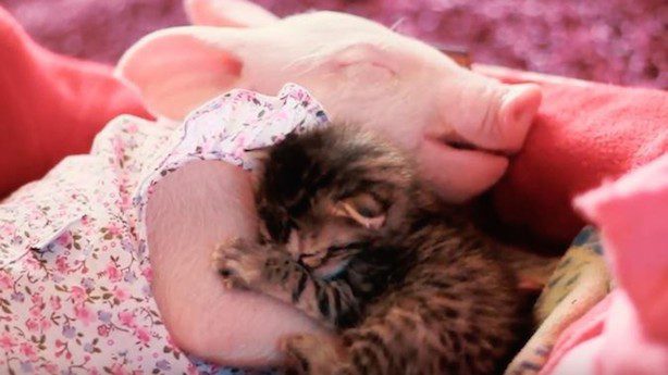 Rescued Piglet And Kitten Help Each Other Heal