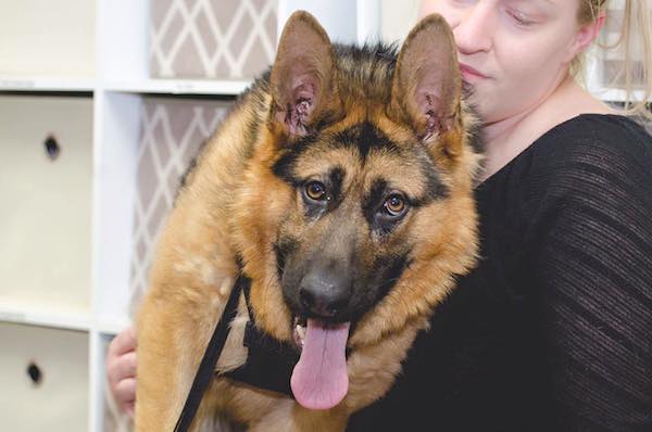Dog With Short Spine Who Was Found As A Stray Has Nothing But Love In ...