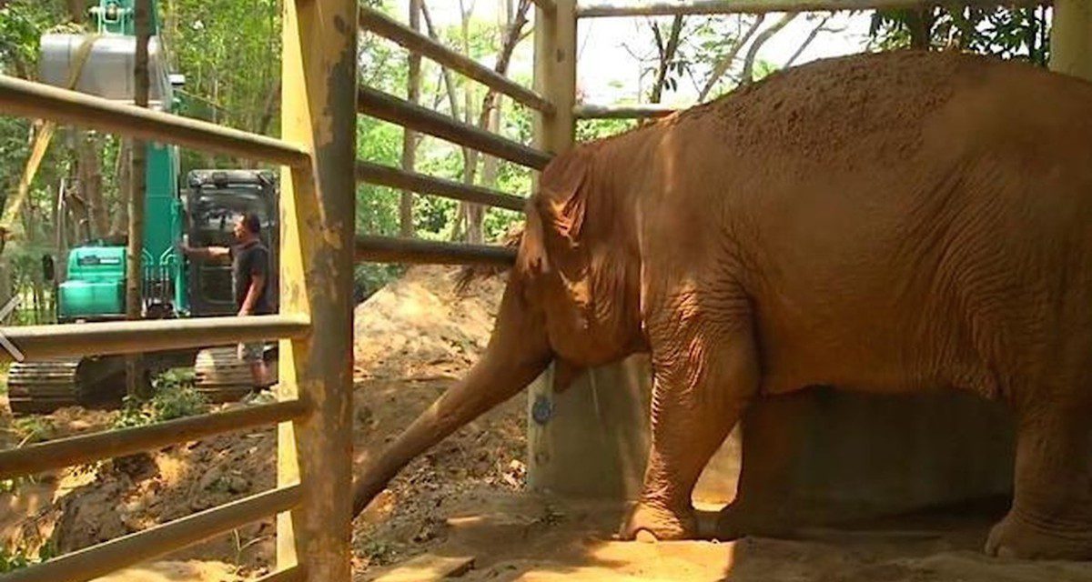 Blind Elephant Cries Over The Loss Of Her Best Friend