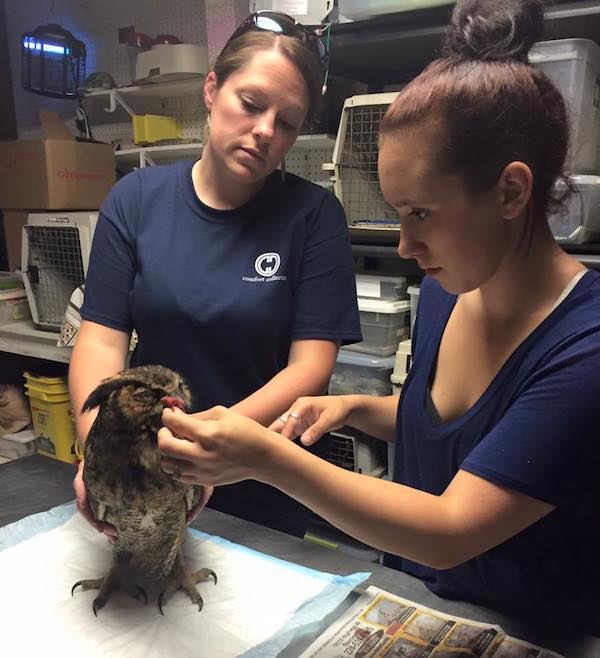 Great-Horned Owl Gives Her Rescuer A Loving Hug
