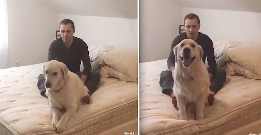 Adorable Dog Plays Trust Fall With His Human
