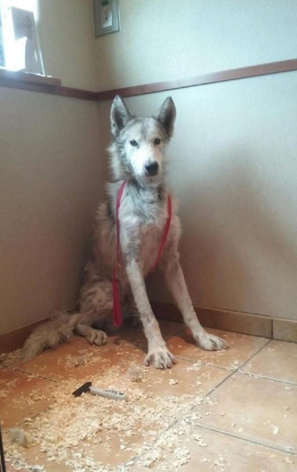 Stray Wolf Dog Timidly Huddles In Corner Until He Finds Sanctuary With ...