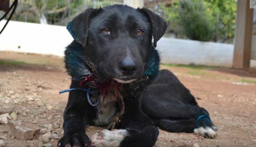 Rescuers Shocked When They Find Puppy Bound By Wire And Left For Weeks