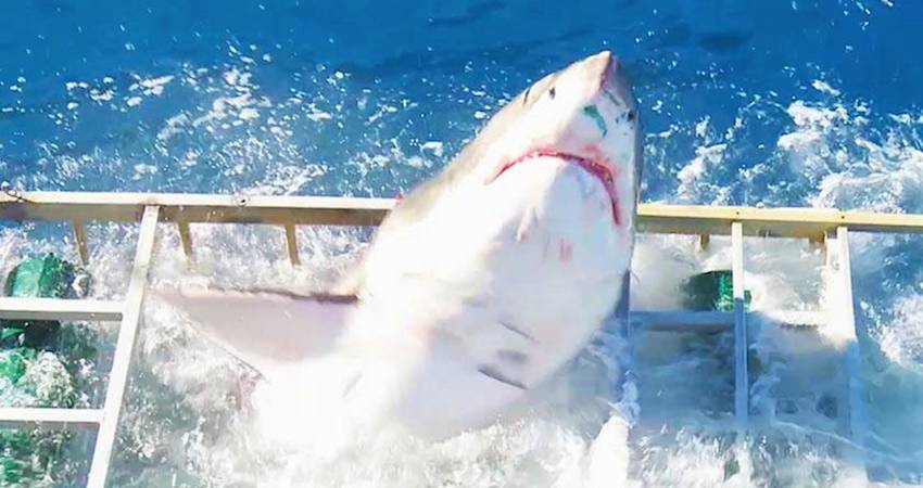 Great White Shark Breaches Diver's Cage in Terrifying Encounter