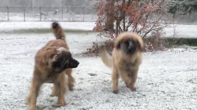 Leonberger Puppy Experiences Snow For The Very First Time And Can't ...