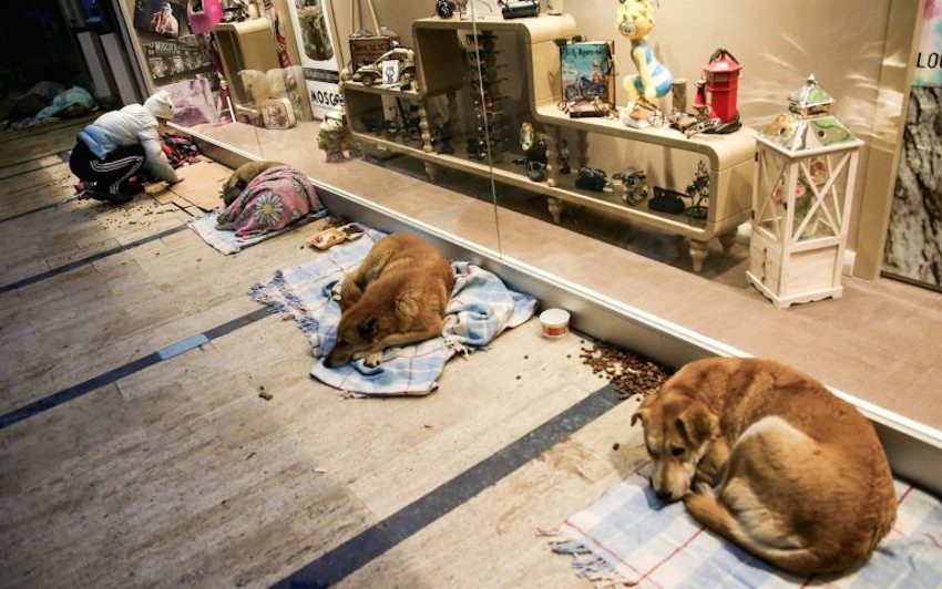 Strangers Open Their Hearts To Help Stray Dogs Stay Warm In Snowstorm