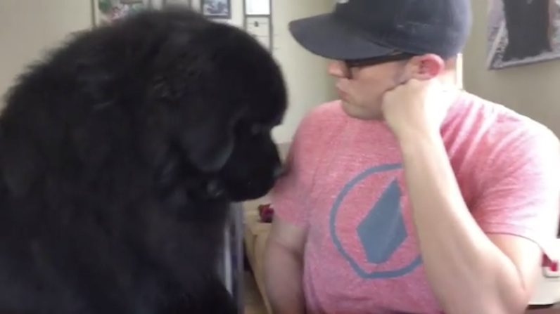 Adorable Newfoundland Dog Wants Hug From Daddy