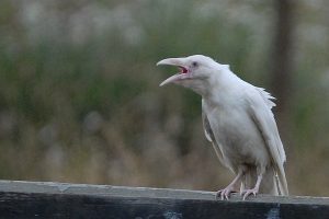 Photographer Uncovers The White Ravens Of Legend In West Coast Forest