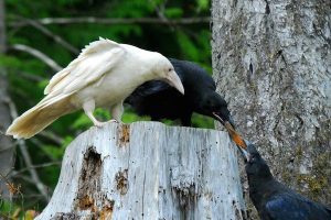 Photographer Uncovers The White Ravens Of Legend In West Coast Forest