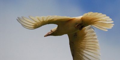 Photographer Uncovers The White Ravens Of Legend In West Coast Forest