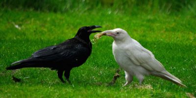 Photographer Uncovers The White Ravens Of Legend In West Coast Forest
