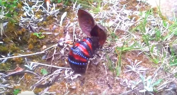 Man Touches Plain-Colored Bug Hiding A Surprise Under Its Shell
