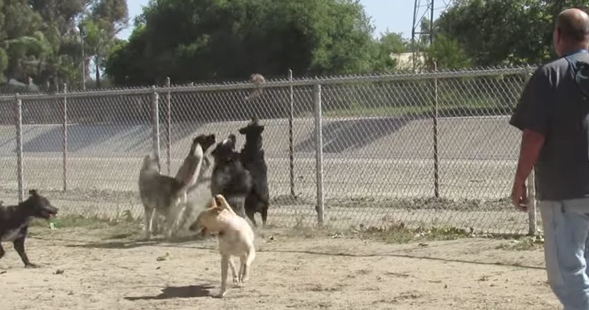 Squirrel Makes Daring Move To Escape Dogs At The Dog Park