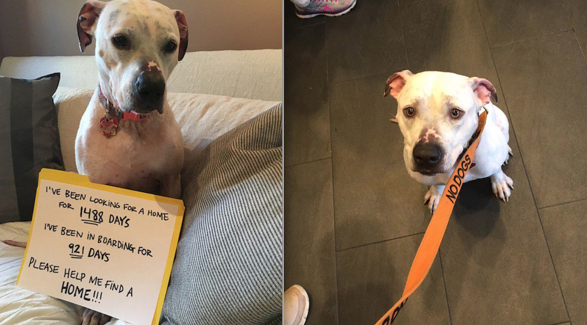 Shelter Dog Nobody Wants Has Spent Almost Her Whole Life Waiting For A Home