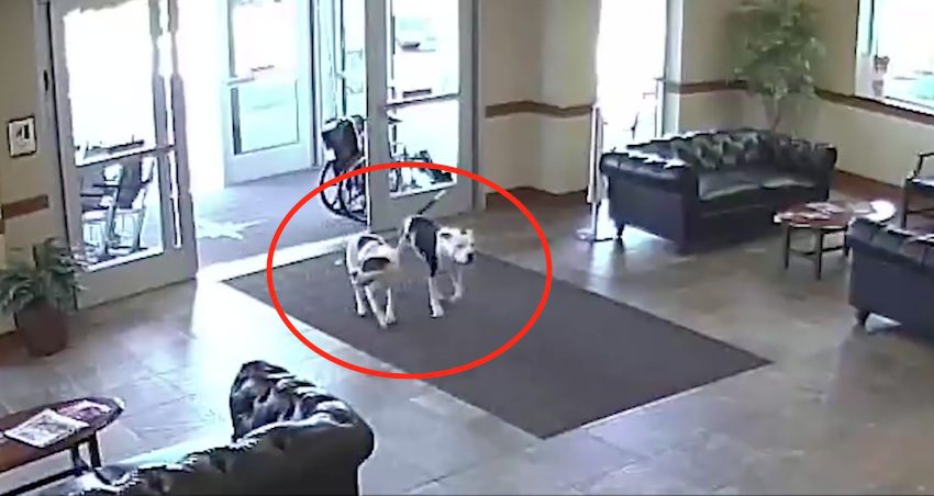 Two Friendly Pit Bulls Wander Into Hospital And Take Everyone By Surprise