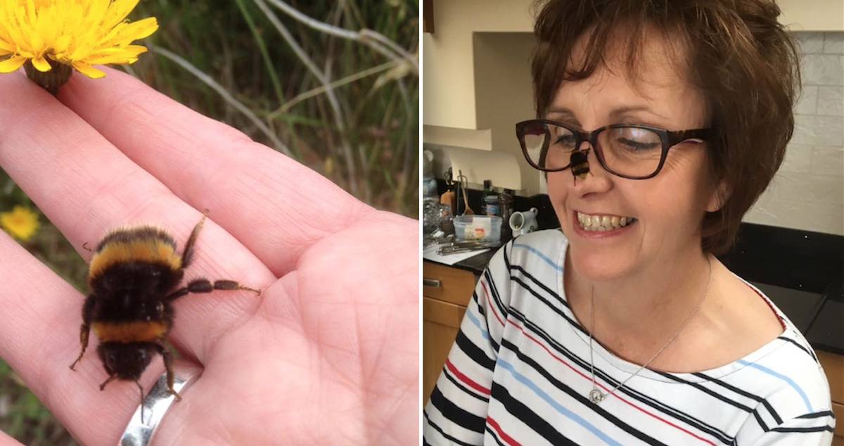 Woman Rescues Bumblebee Queen And Forms An Incredible Bond With Her