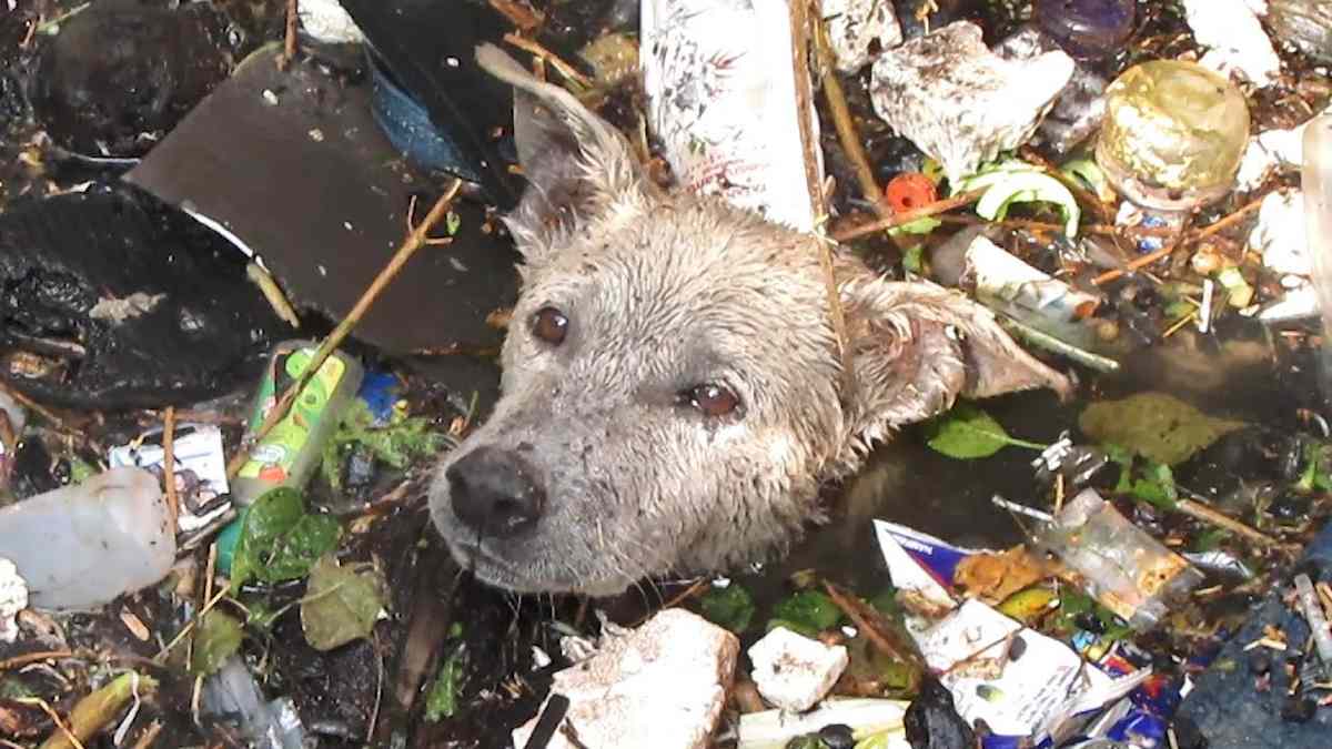 Animal Rescuers Rush To Save The Lives Of Stray Animals In Danger