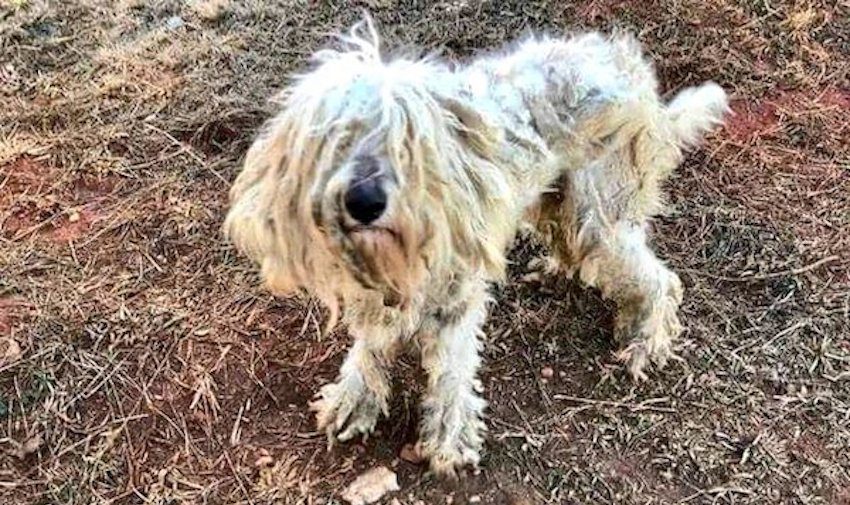Goldendoodle Found Starving In Woods Was Eating Rocks, Tinfoil And ...